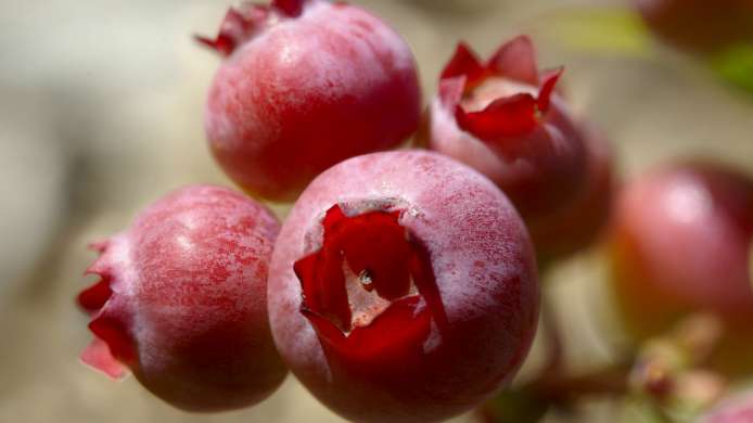 Tous les bienfaits des myrtilles | CostaClub