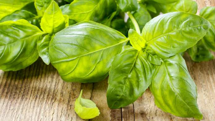 Le basilic: un parfum de Ligurie | CostaClub