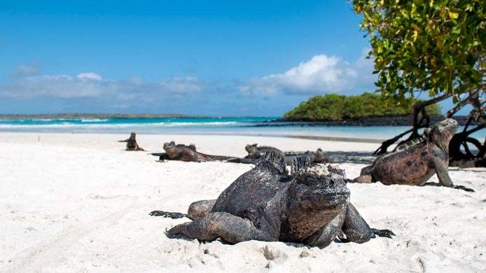 Les 8 plus belles plages des Galapagos | Costa Croisières