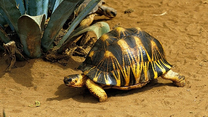Lémuriens, dauphins pandas et manchots. Découvrez un monde surprenant.